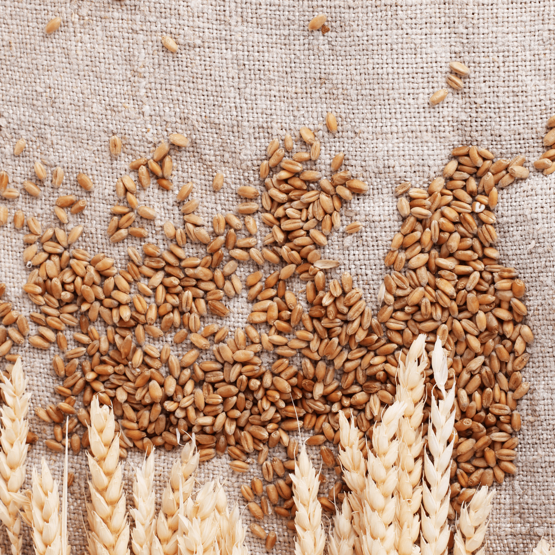 Project Grain - Raisin Capital